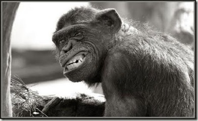 Sobre tudo um pouco: Os 5 Macacos